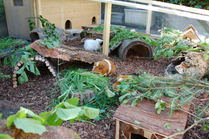 Amazing Guinea Pig Homes! - The Reading Residence