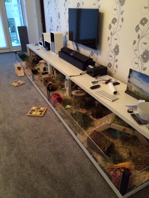 Amazing Guinea Pig Homes! - The Reading Residence